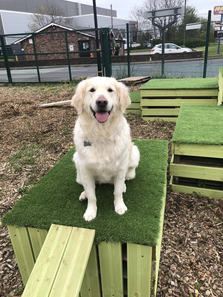 Secure Dog Field Manchester | Dogs Aloud Doggy Day Care